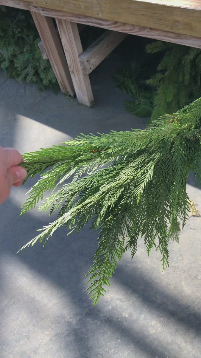 Douglas Fir & Western Red Cedar Mix Garland By The Yard – Sam Bridge ...