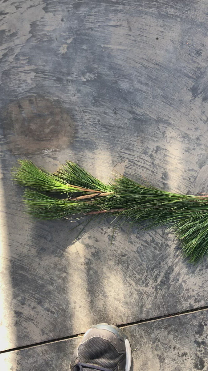 White Pine Roping By The Yard – Sam Bridge Nursery