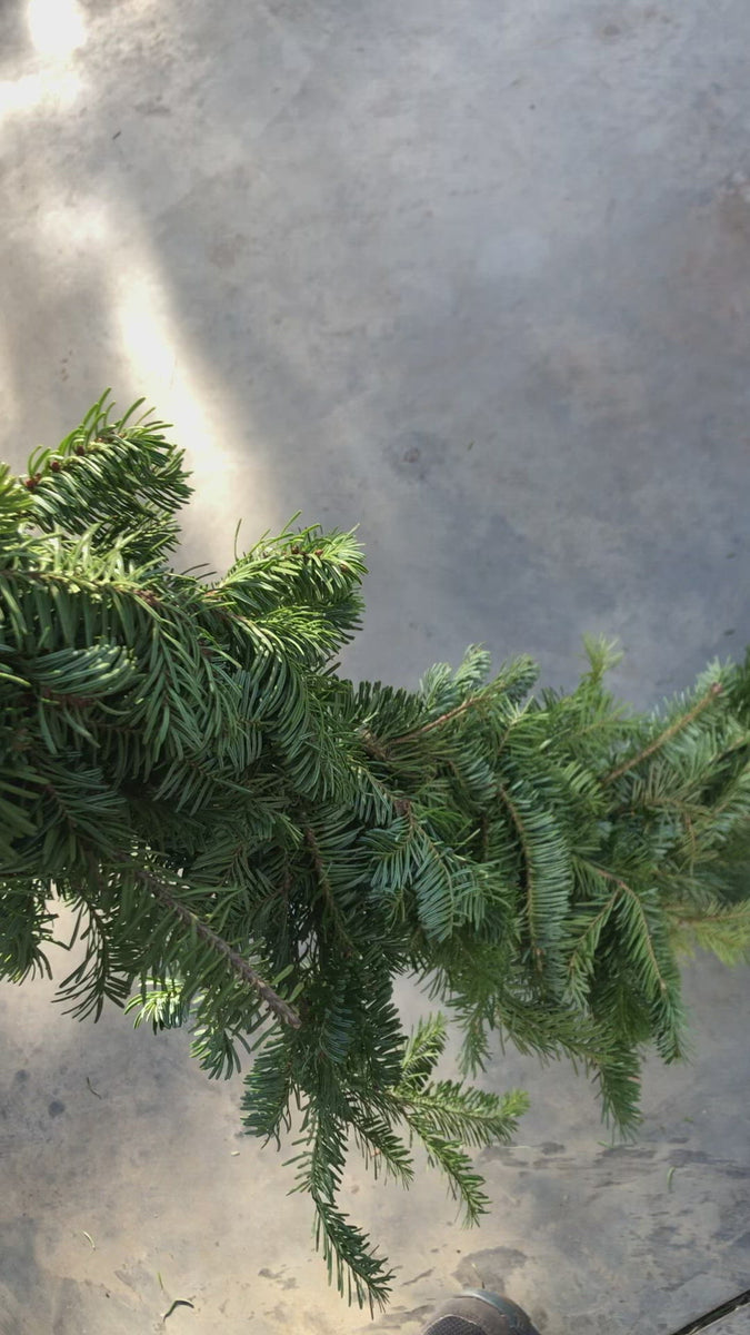 Balsam Garland By The Yard – Sam Bridge Nursery